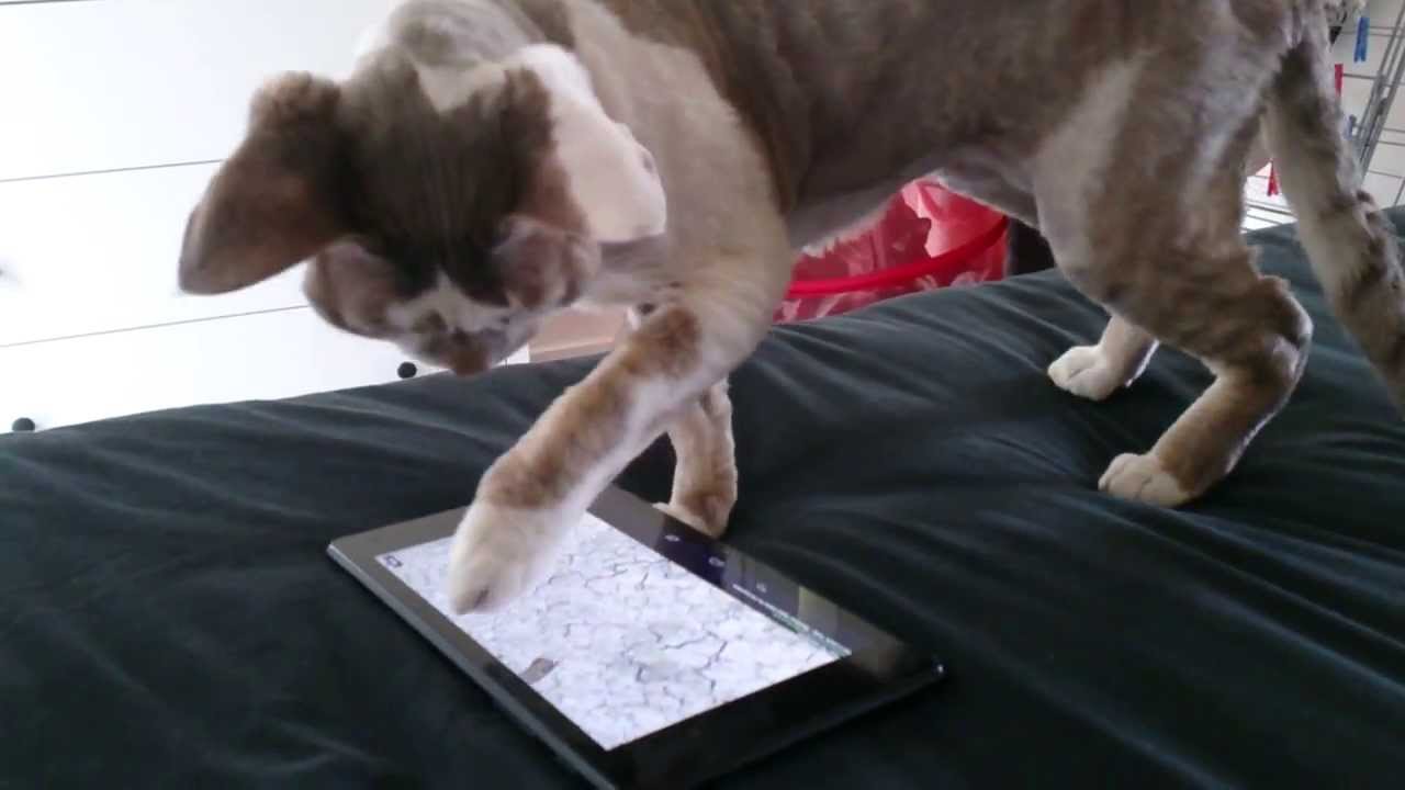 Maxi the Devon Rex - chasing a virtual mouse - YouTube
