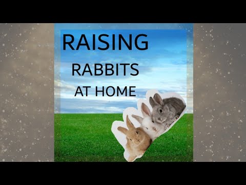 Raising rabbits at home : How to wean the babies from their mother ...