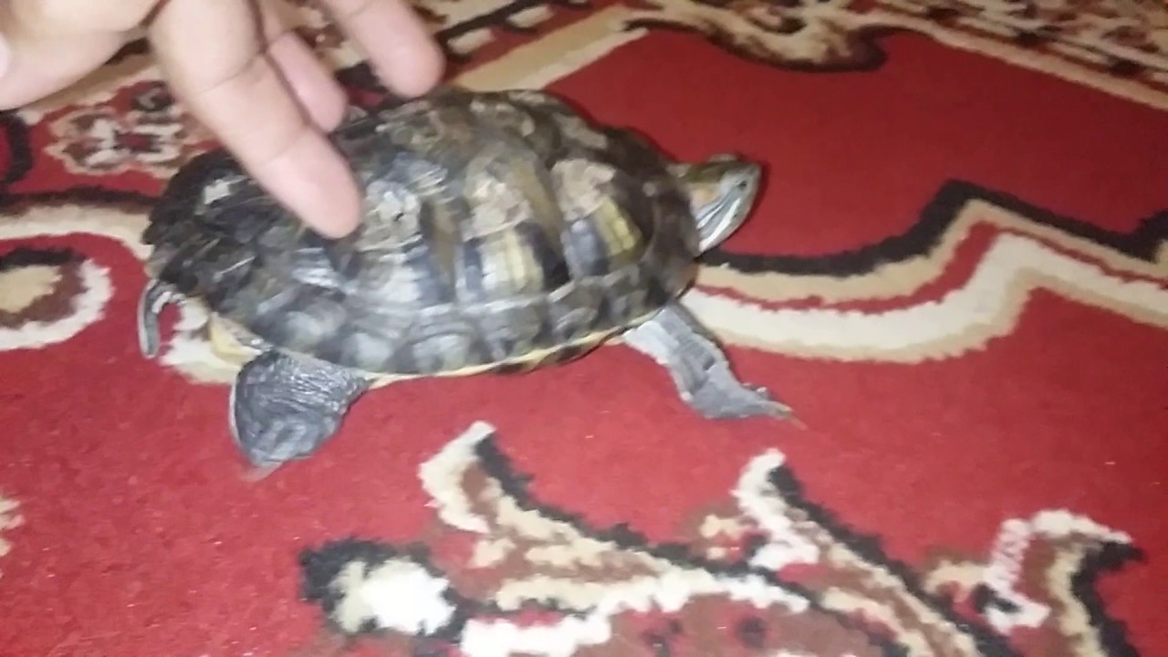 Funny Dancing Turtle - YouTube