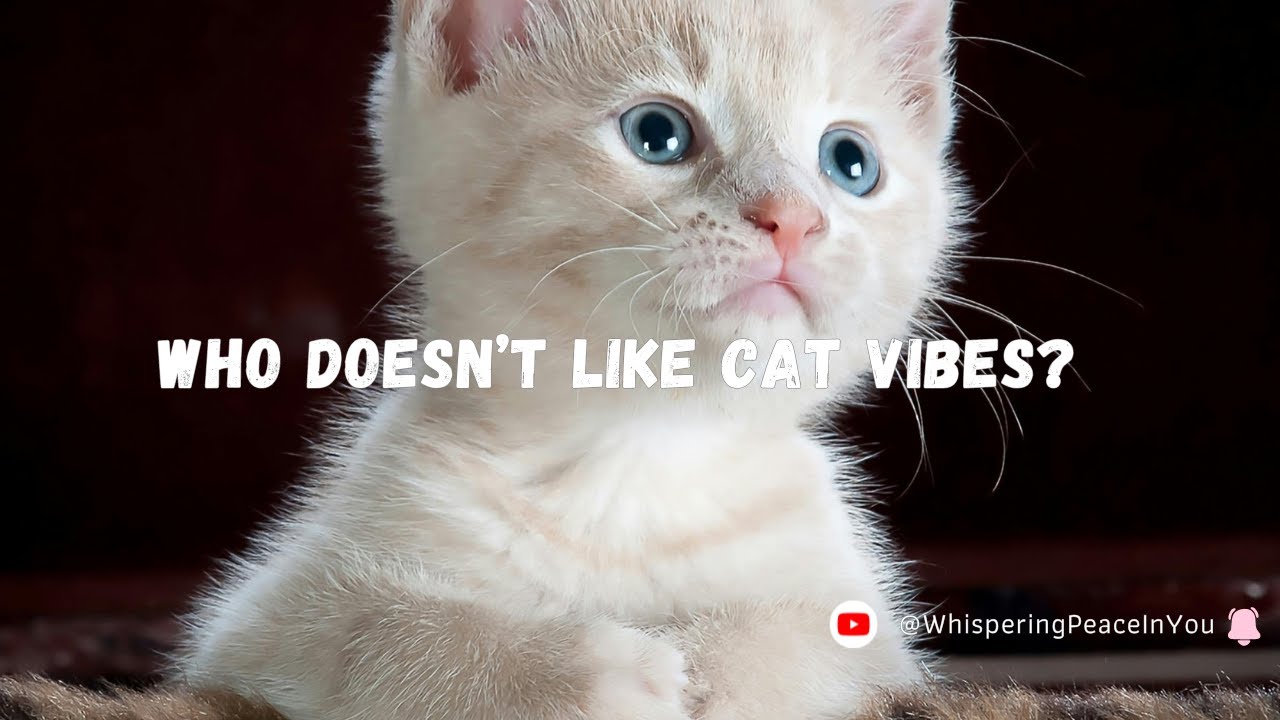 Chill Paws: 🐾 Lofi Cat Vibes for Relaxation & Cuteness Overload 🎵 [Lofi ...