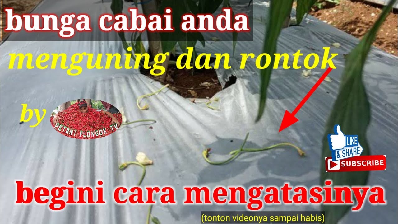 cara mengatasi bunga cabai menguning dan rontok - YouTube