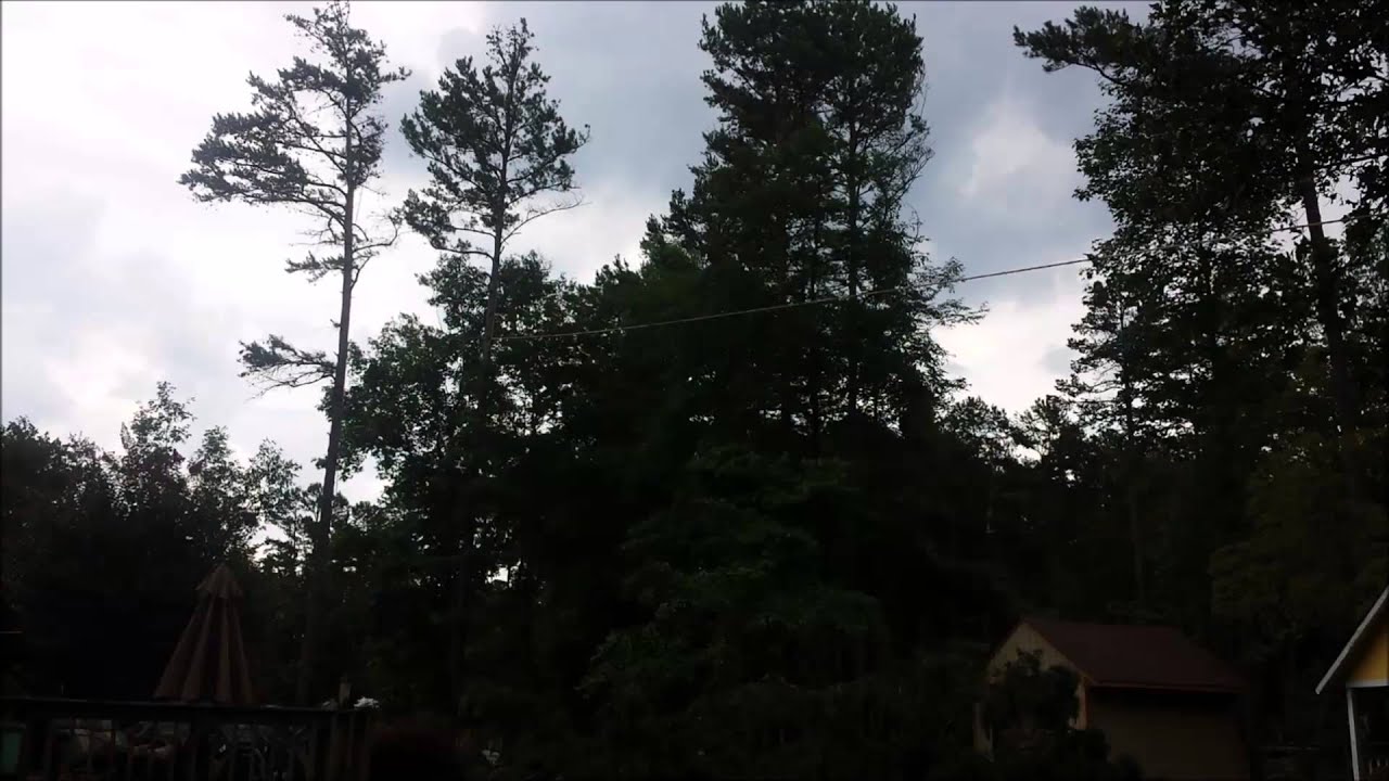 Getting rid of useless pine trees - YouTube