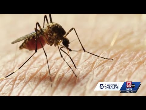First West Nile-positive mosquitoes of the season found in Massachusetts. Here's what you should ...