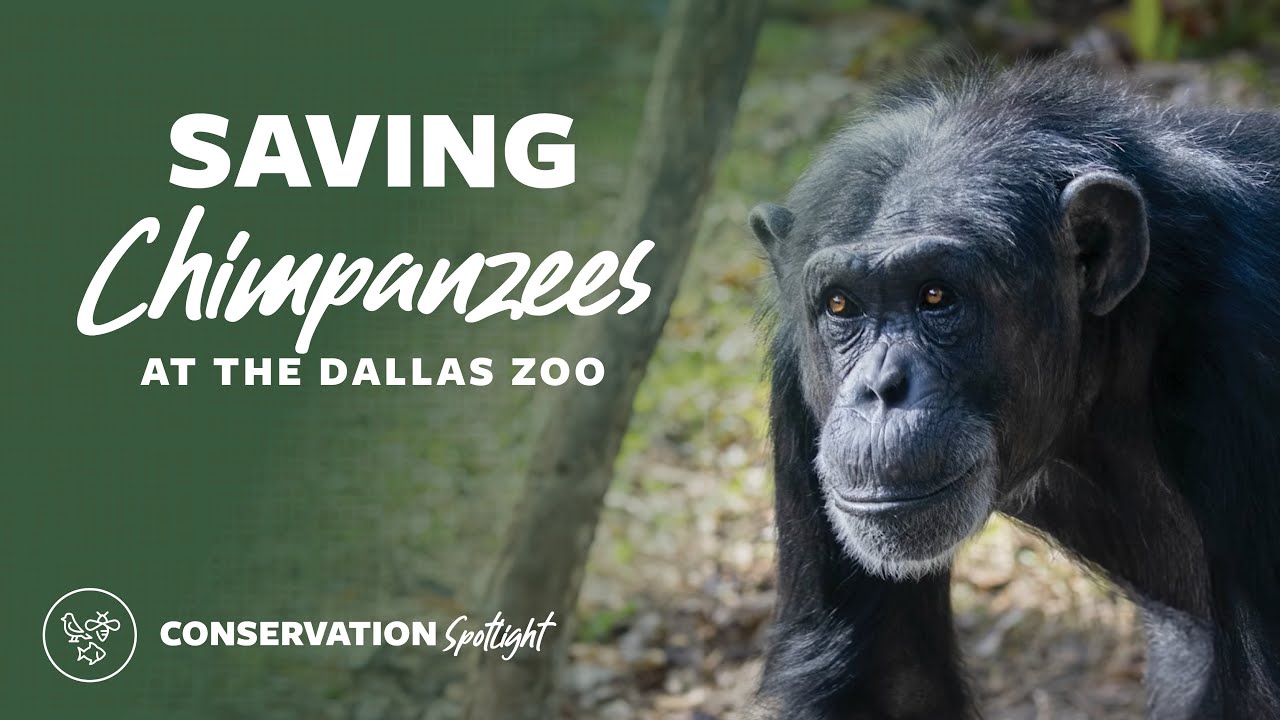 Saving Chimpanzees at The Dallas Zoo - YouTube