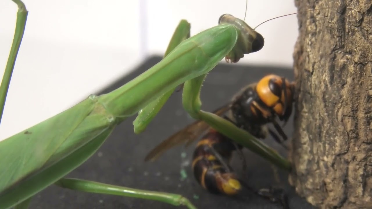 Praying mantis injured by hornet poison. - YouTube