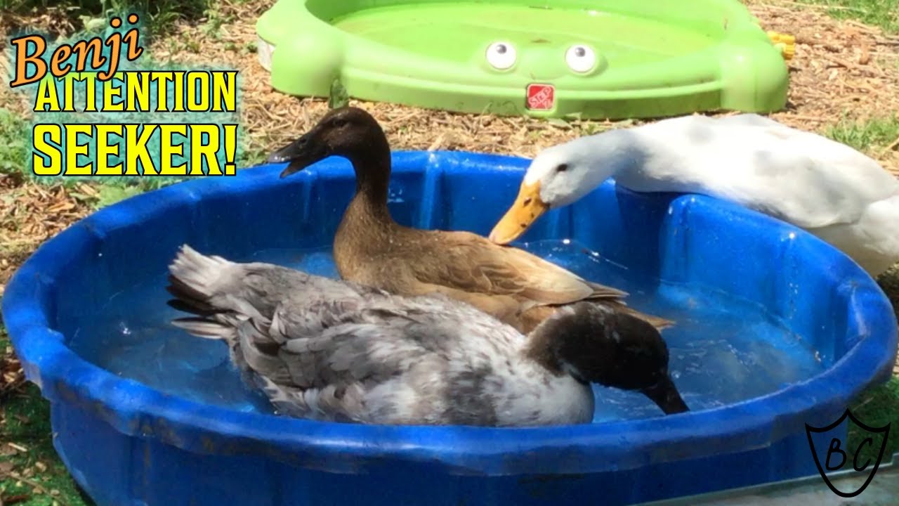 Duck Tales: Pool Party Drama with Donald, Astrid, and Benji (Attention ...