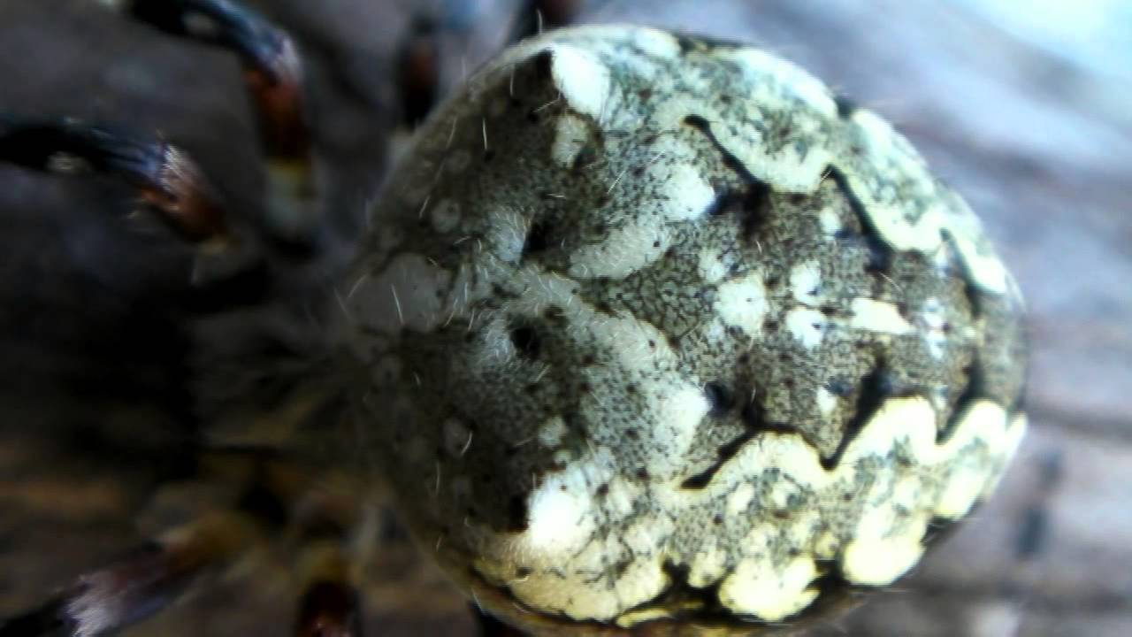 Spider of Pacific Northwest: Araneus nordmanni - YouTube