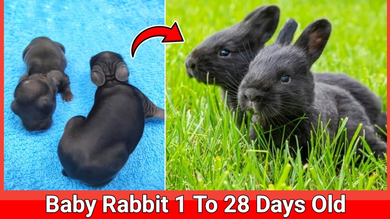 Cute Rabbit - 1 To 28 Days Old | The Cutest Baby Rabbits Grow Up - YouTube