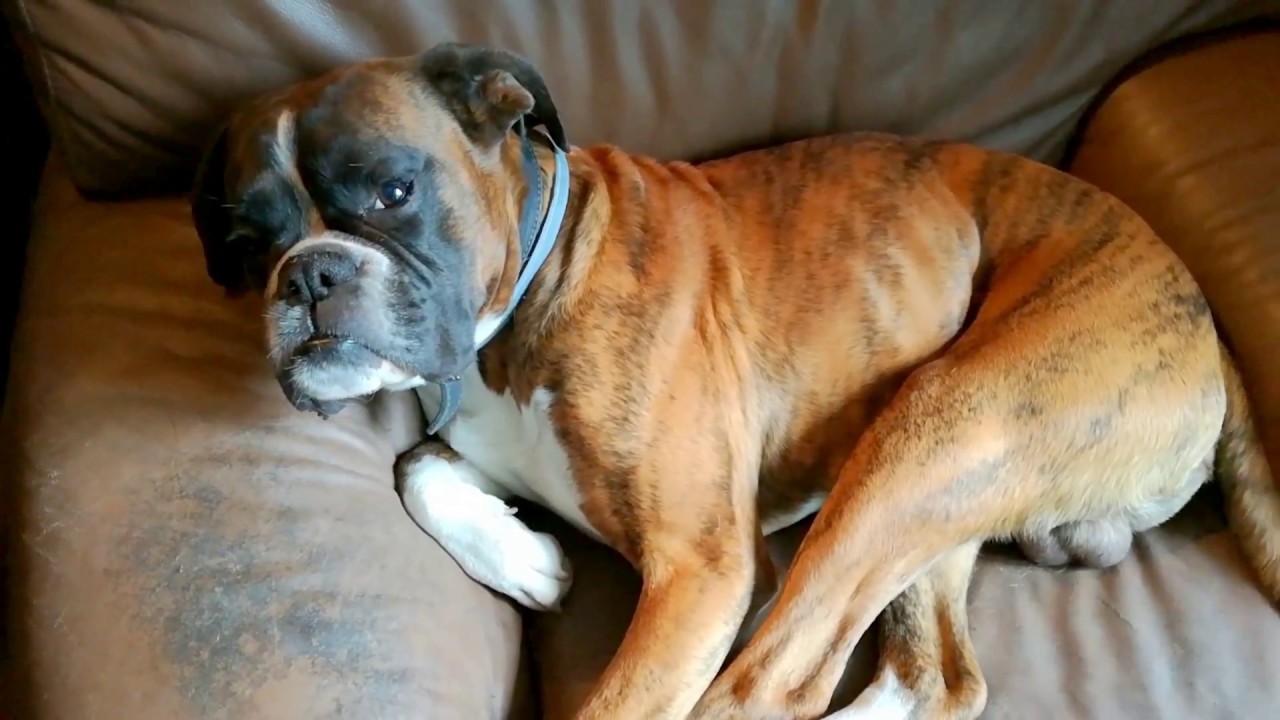 Boxer dog destroyed fast food and feel a bit guilty - YouTube
