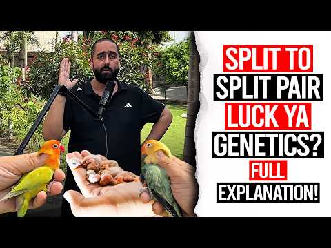 Split To Split Pair – Luck Ya Genetics? Full Explanation!