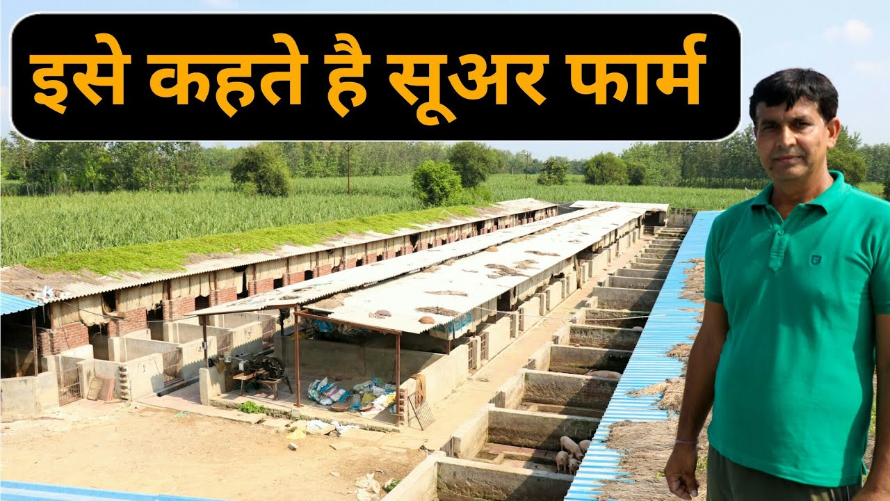How to Start pig farming in india | View of Structure And Animals ...