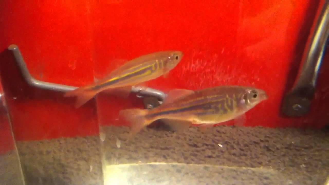 How To Identify Male And Female Danios at Victor Bartlett blog