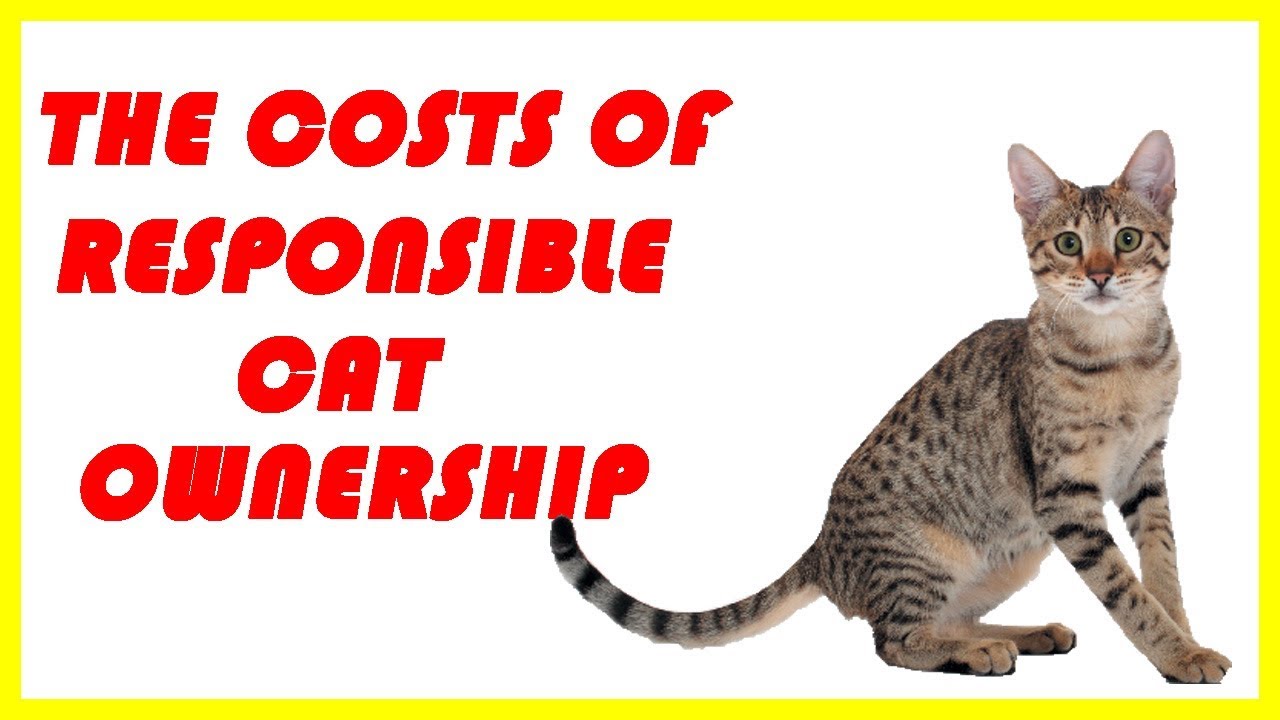 the costs of responsible cat ownership - YouTube
