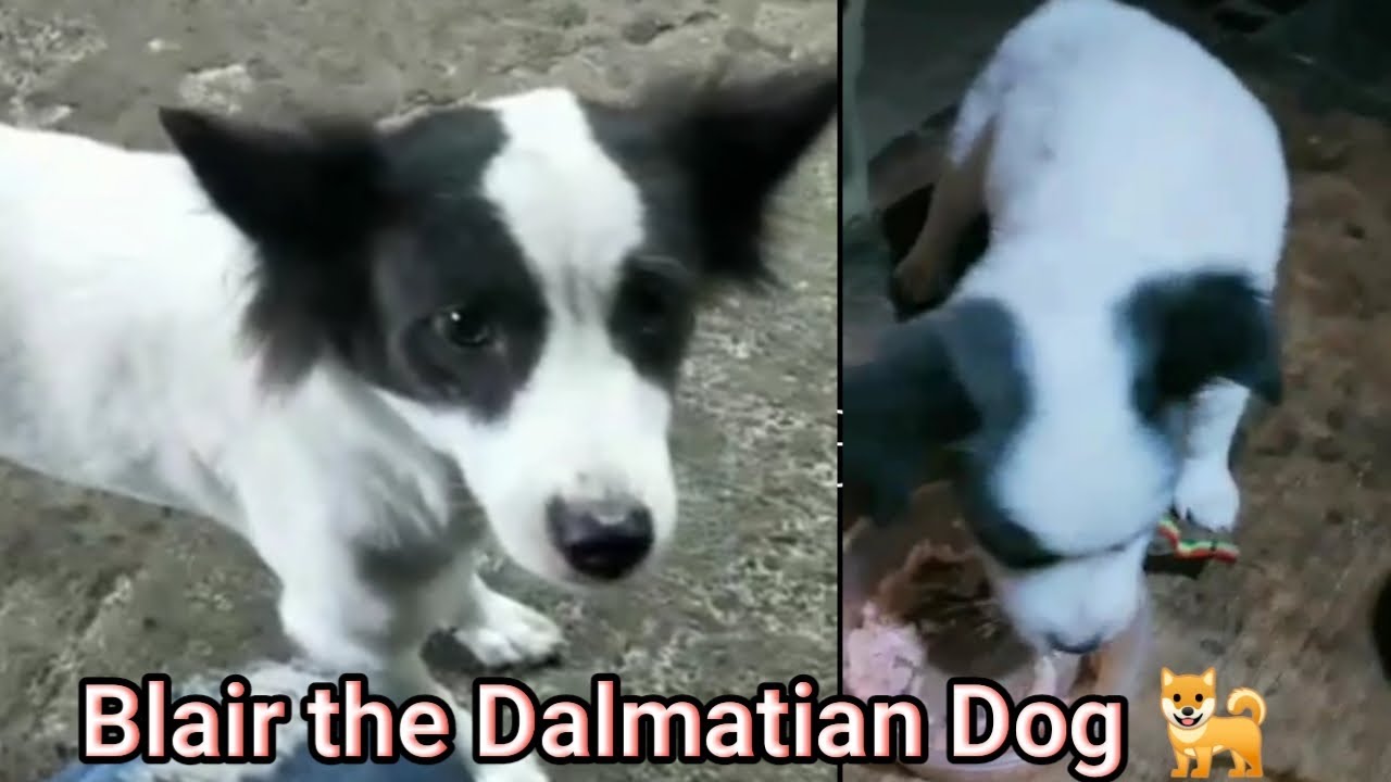 Blair the Dalmatian Dog sobrang cute / Black and white dog / 101 ...