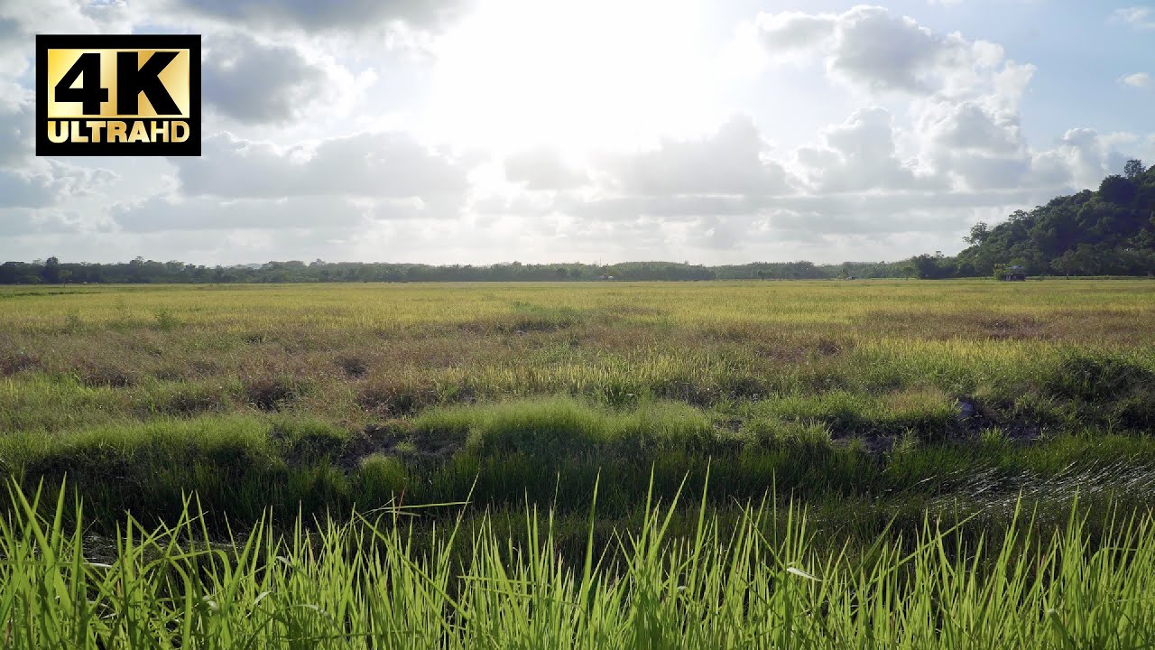 [4K Ultra HD] No copyright, Royalty free video footage - Paddy field ...