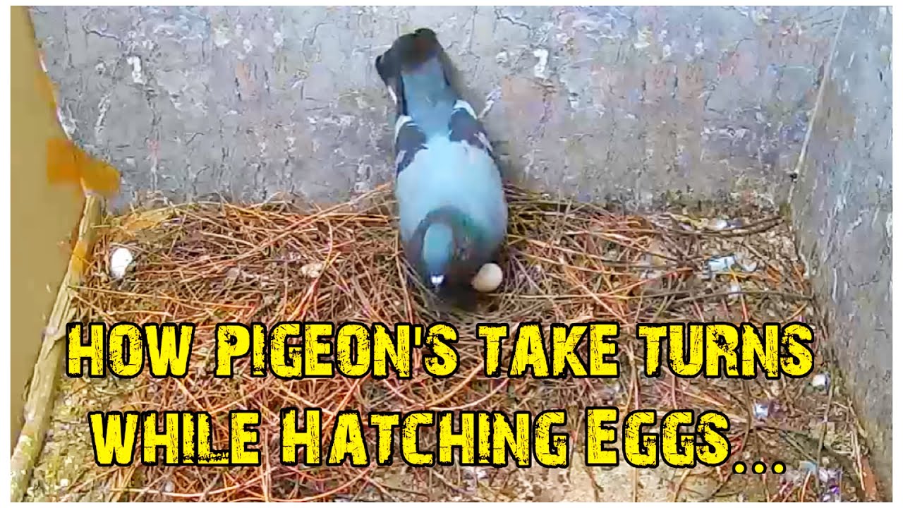 How Pigeons take turns While Hatching Eggs Acron Prime - Birds ...