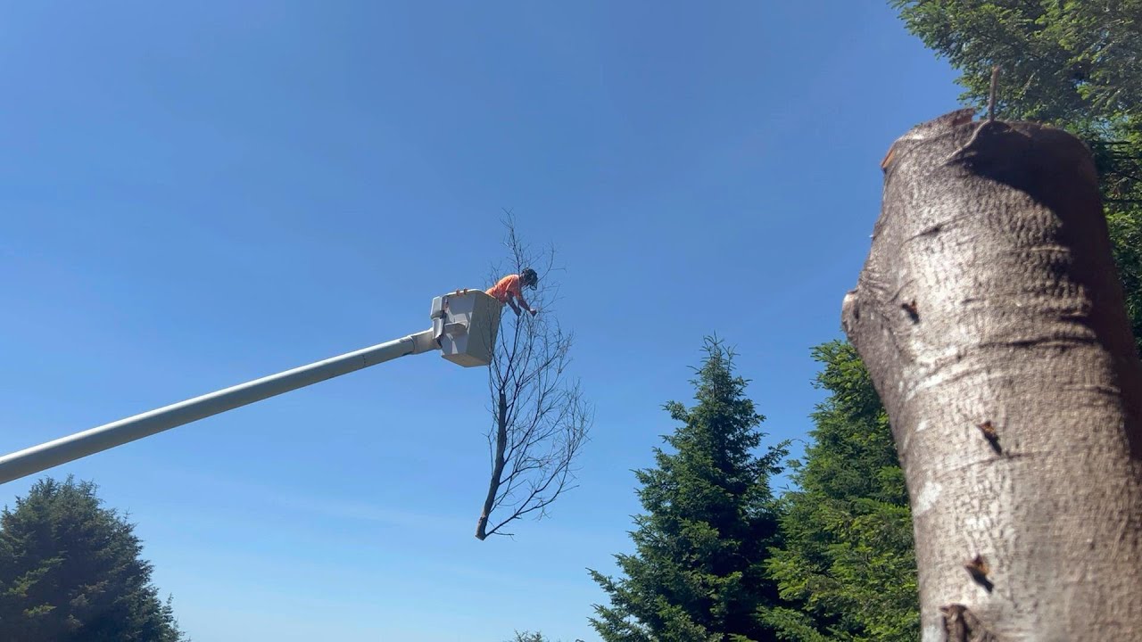 Dead Oak/Rotten Spruce Removals - YouTube