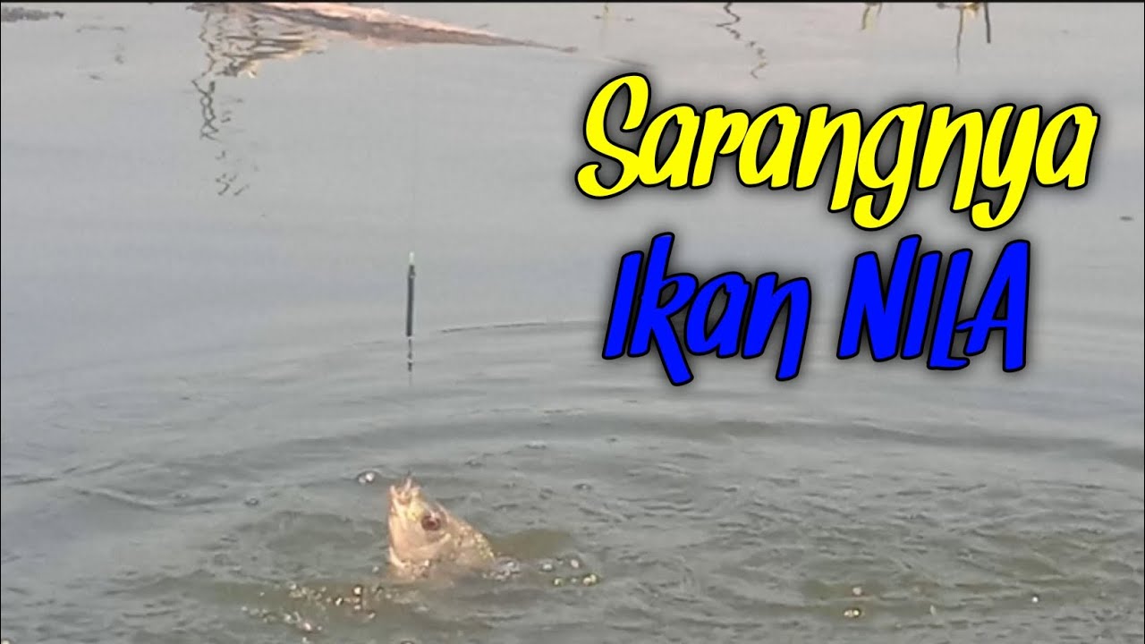 Spot Yang Satu Ini IKAN Gak Ada Habisnya||Waduk Pacal - YouTube