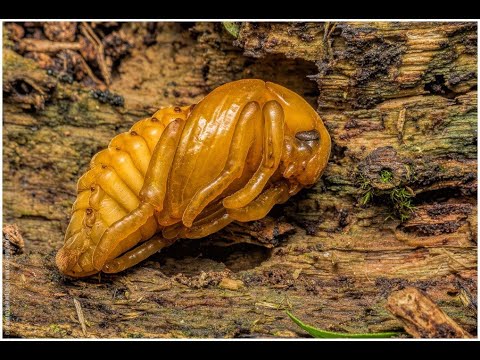 congregation drop - YouTube