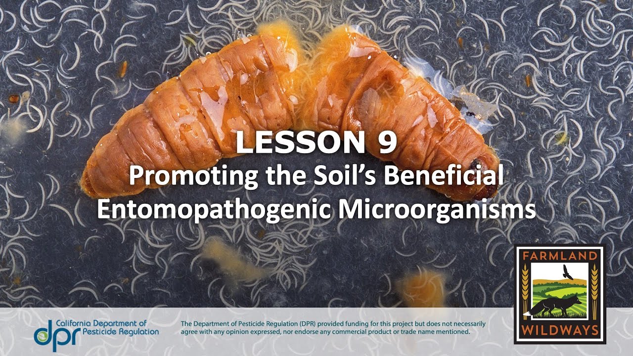 Promoting the Soil’s Beneficial Entomopathogenic Microorganisms Webinar ...