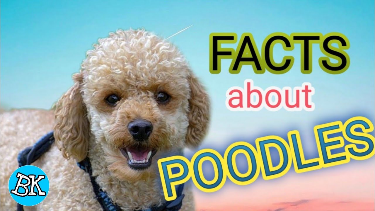 10 THINGS to know about POODLES | Facts about POODLES - YouTube