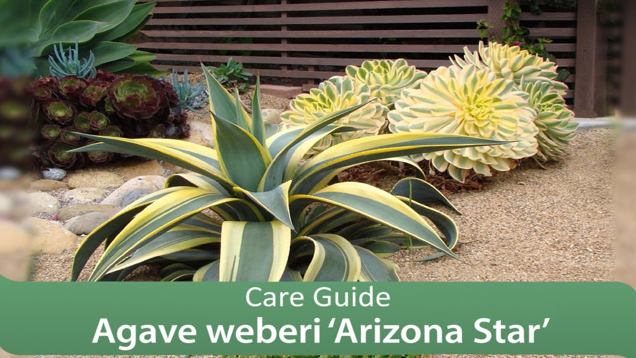 Agave weberi ‘Arizona Star’- Care Guide - YouTube