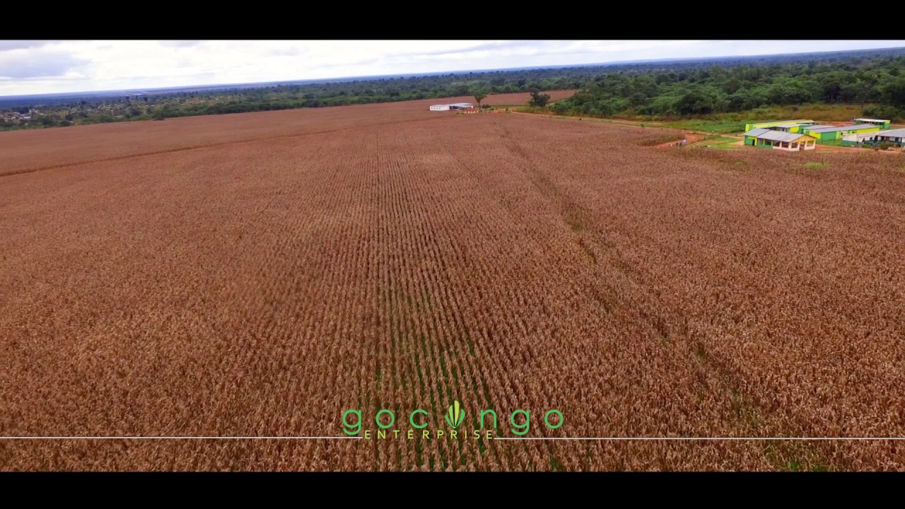 Gocongo Entreprise - YouTube