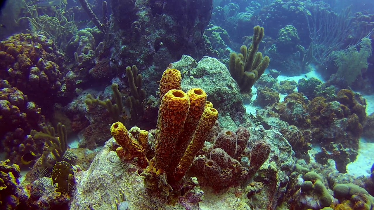 Yellow Tube Sponge in the Caribbean Sea - YouTube