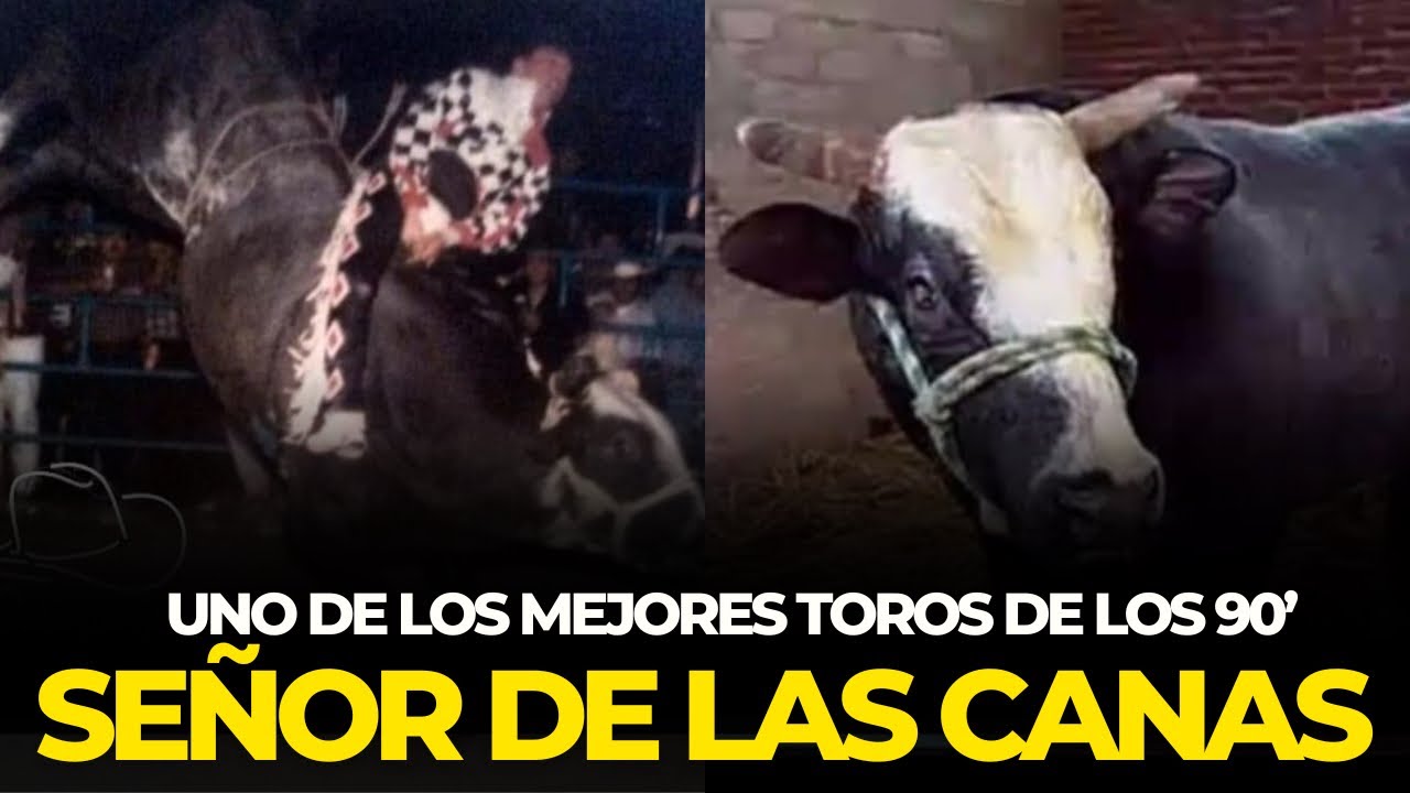 Recordando al famoso toro Señor de las Canas - YouTube