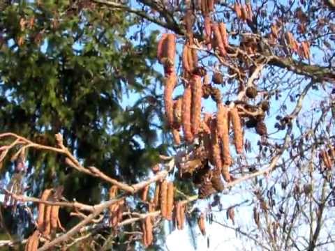 Virágzó égerfa méhekkel - YouTube