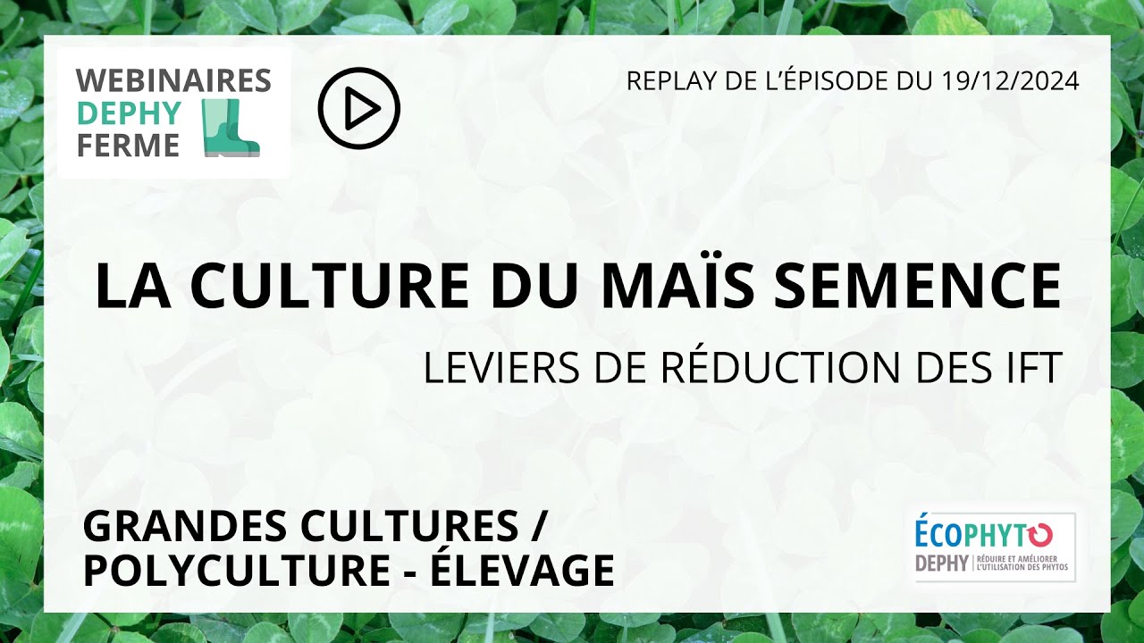 La culture de maïs semence - Webinaire DEPHY FERME en GCPE - YouTube