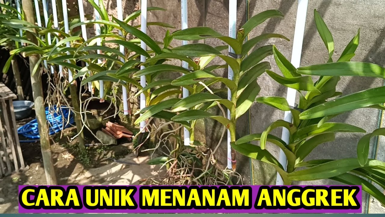 CARA UNIK MENANAM ANGGREK, Akar Anggrek Lebih Mudah Tumbuh #anggrek # ...