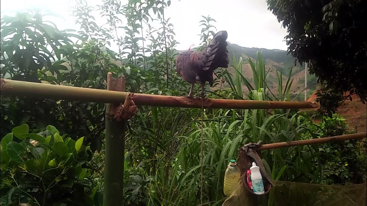 lau qaib poj qua zoo - YouTube