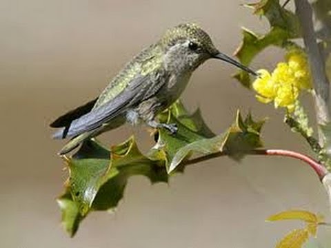 INDIAN HUMMINGBIRDS drink nectar of flowers - YouTube
