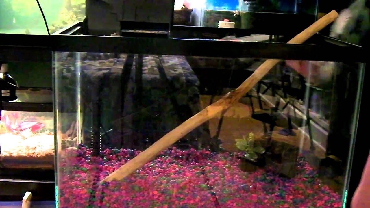 How to set up an african clawed frog tank - YouTube