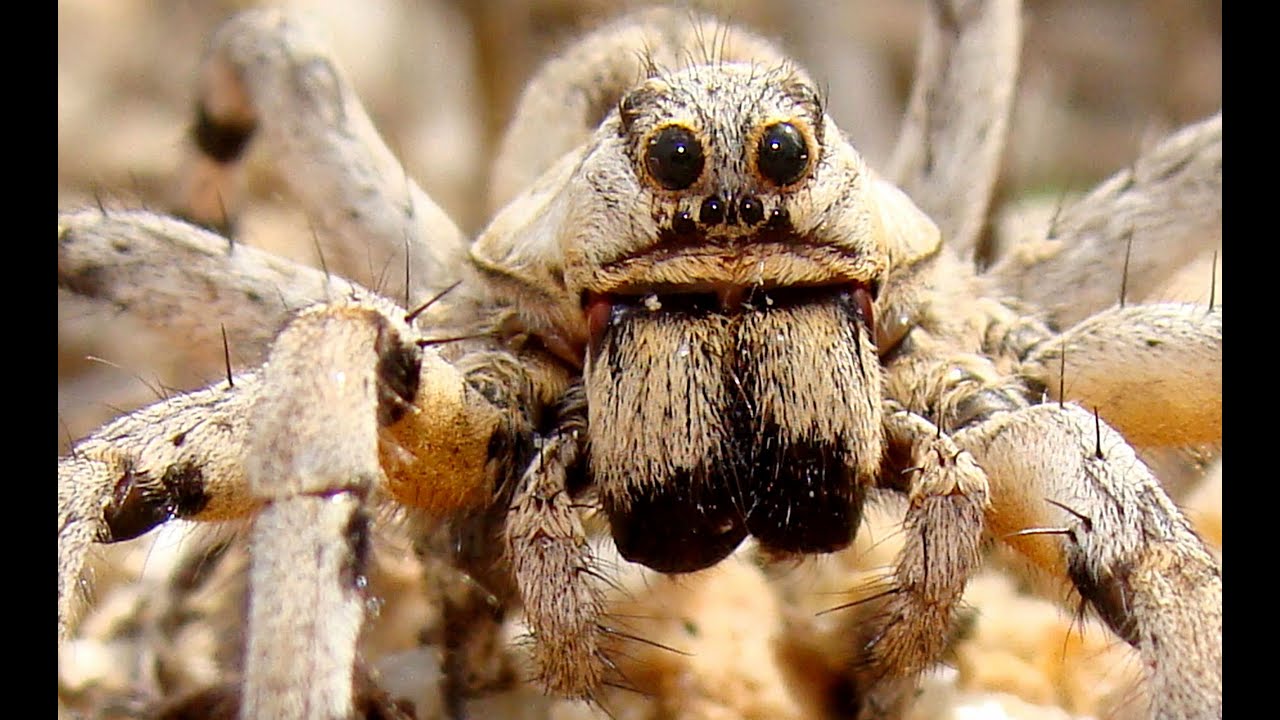 Tesouros naturais de Mação: 119. A Tarântula-hispanica, la Tarentule ...