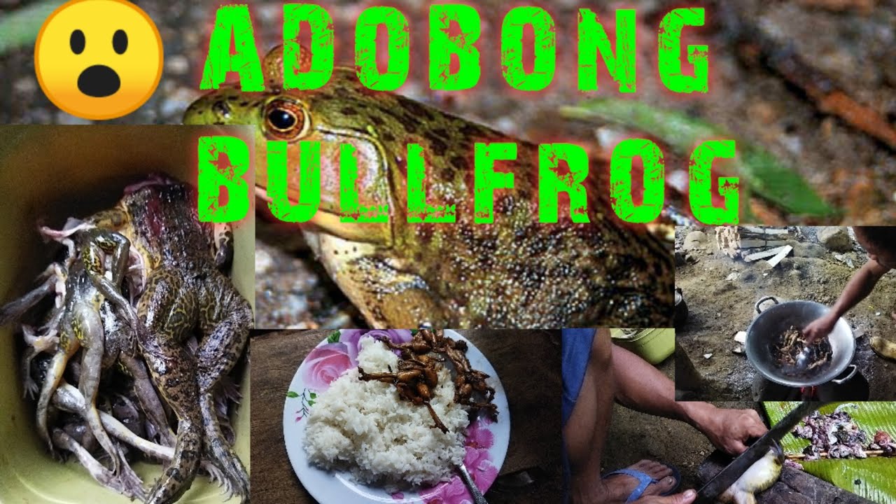 Palaka( ADOBONG BULLFROG ) Native na Palaka😋 Taste Like Chicken 🐓🐔 # ...