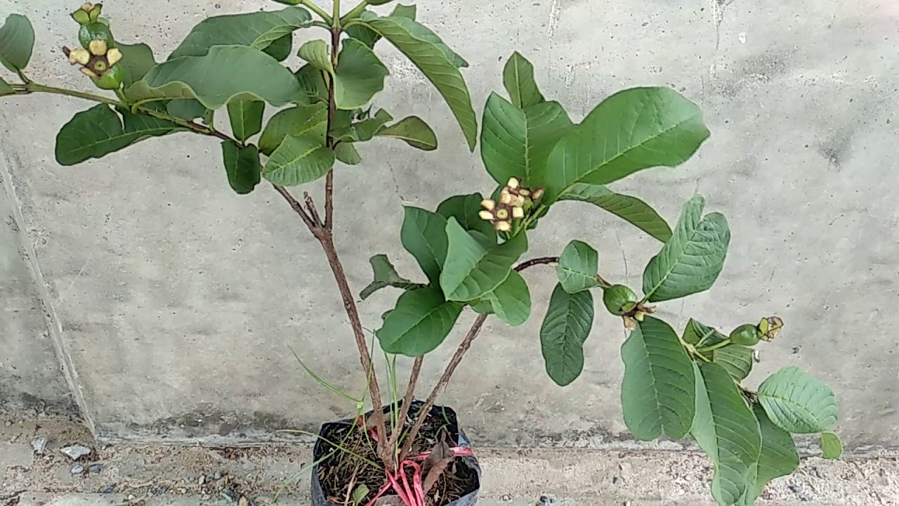 Mini guava tree with fruit in pot - YouTube