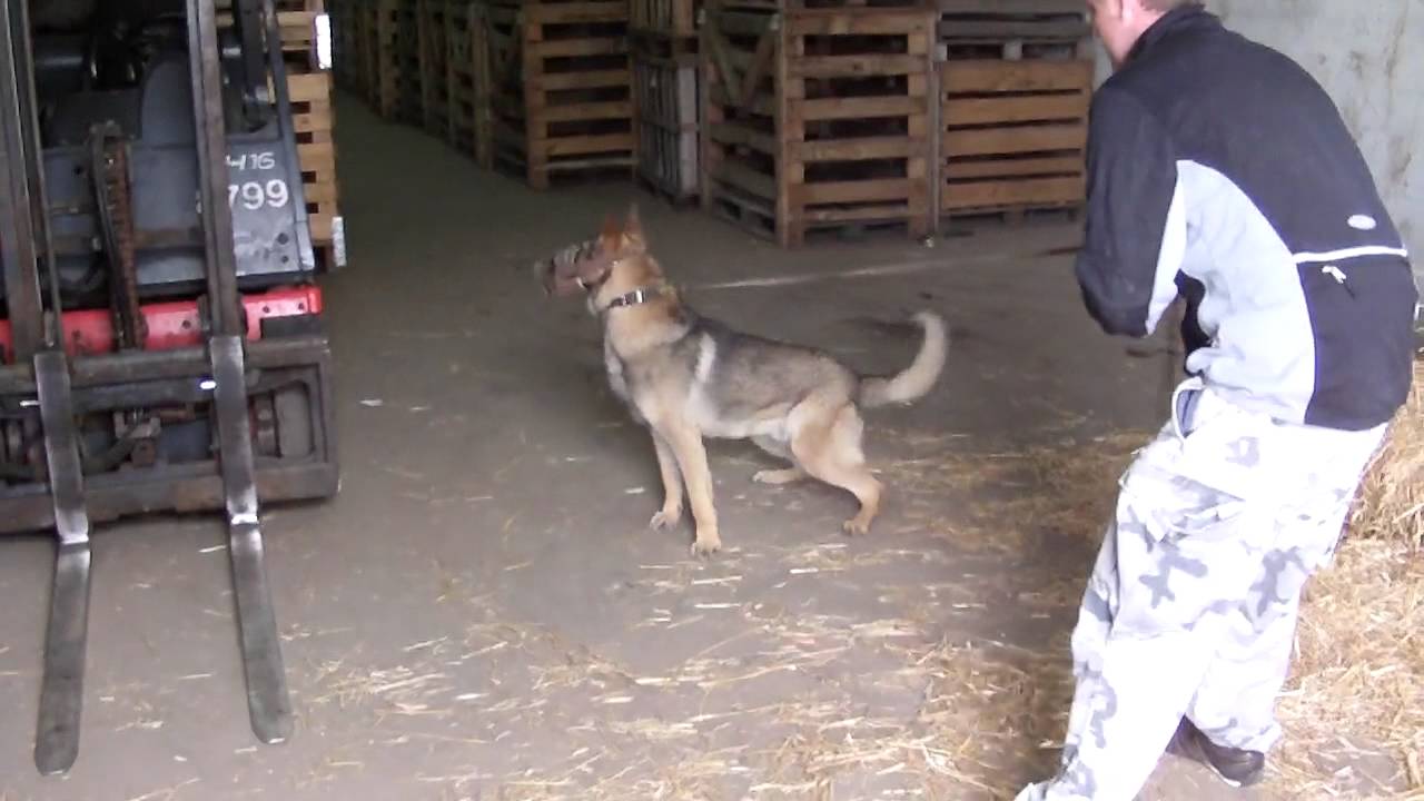 ASLAN muzzle - YouTube