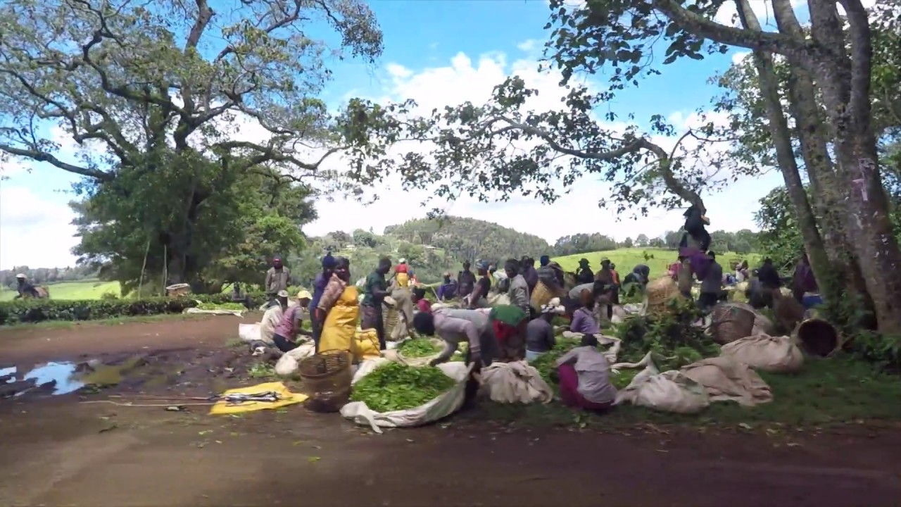 Kiambethu Tea Farm, Limuru, Kenya - YouTube