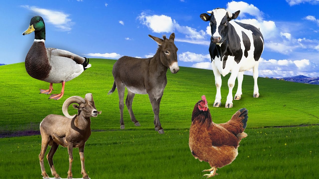 Small animals are cared for, loved - monkeys, cows, chickens, goats ...