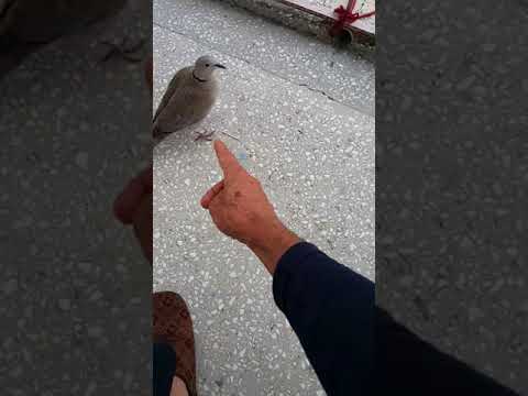 Uşak Ulubey kanyonları kumru ile dostluk
