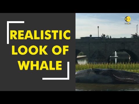 A realistic looking whale was seen lying in a city Madrid