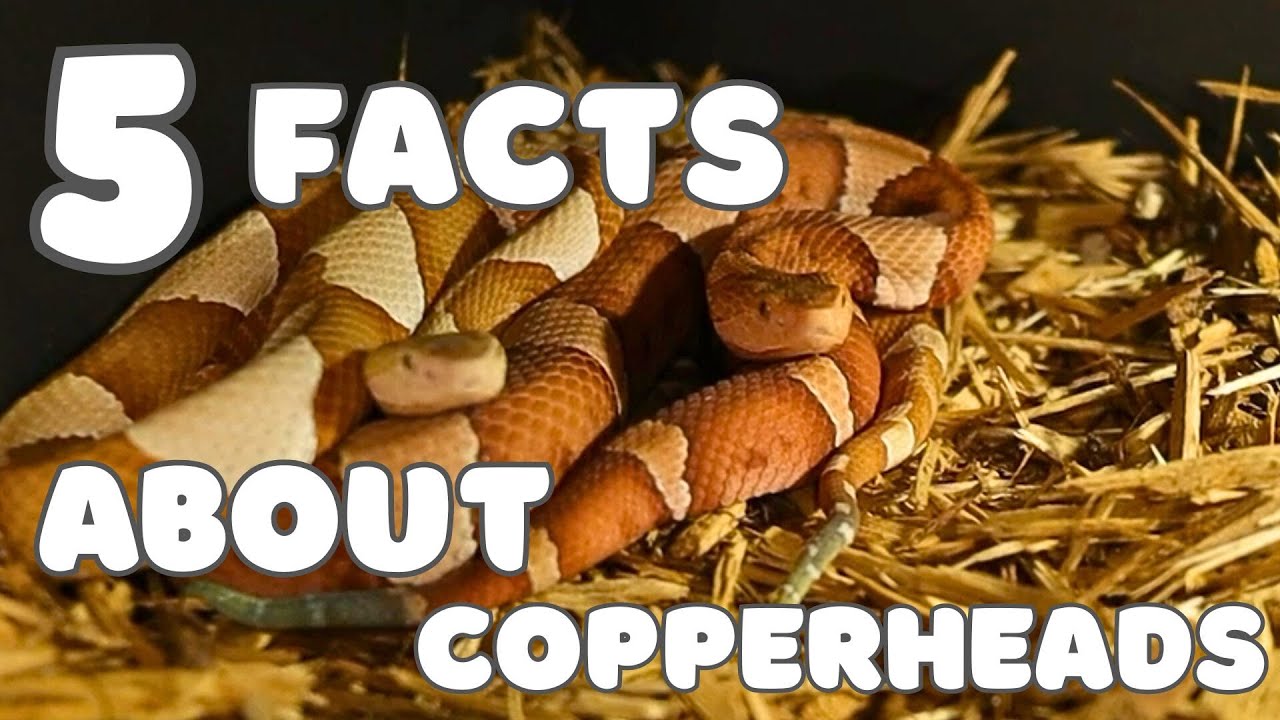 Did You Know These 5 Things About Copperhead Pit Vipers? - YouTube