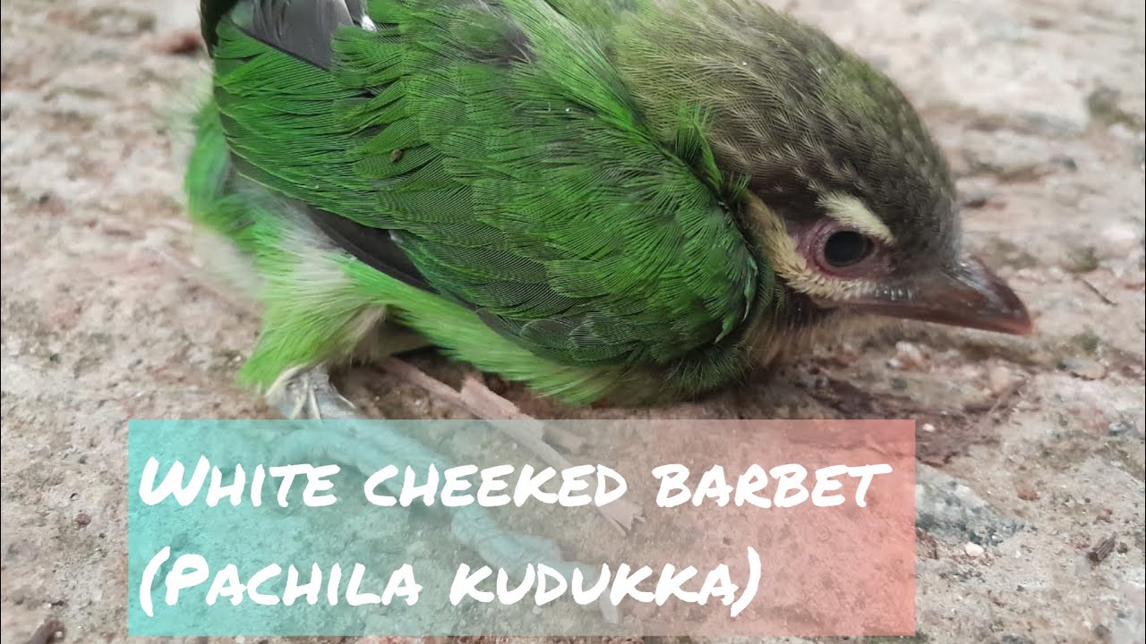 White cheeked barbet or small cheek barbet(Pachila Kudukka) - YouTube