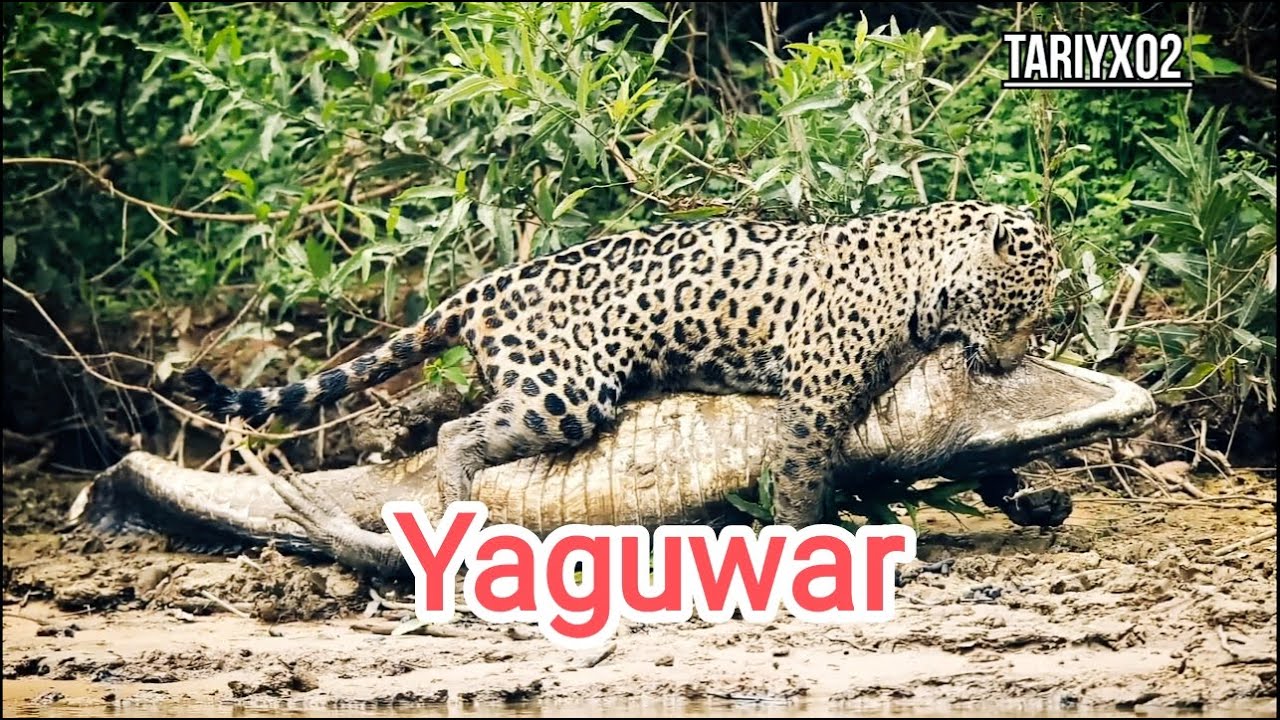 Jaguar, wild animals,no comments, yaguwar ańda Haywanat dunyasi ...