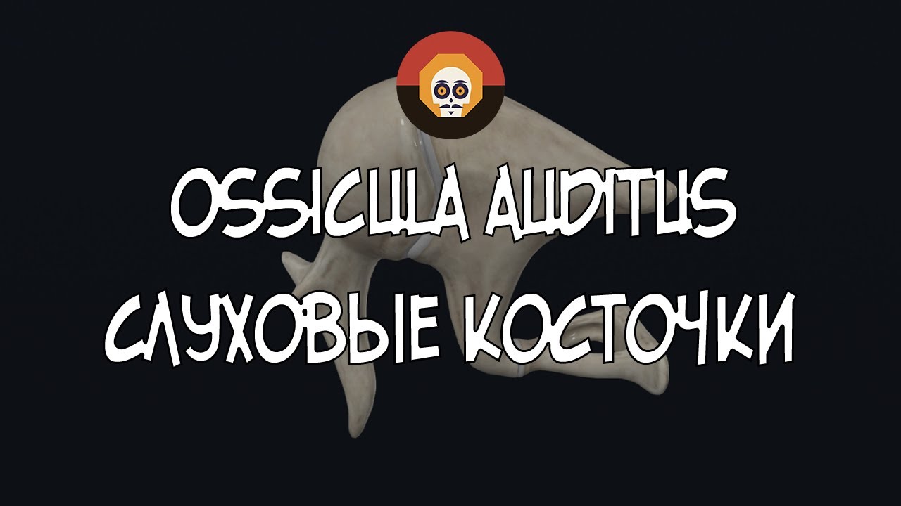Слуховые косточки (ossicula auditus) 3D Анатомия - YouTube