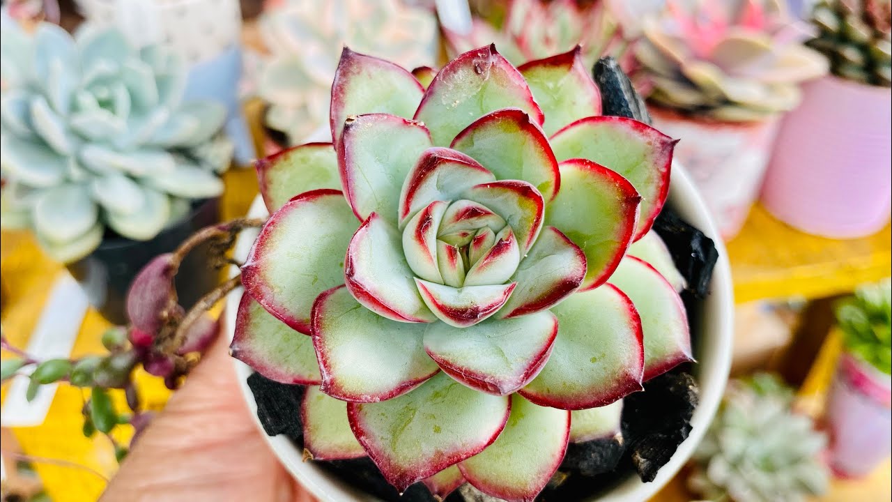 Suculentas Em Formato De Rosas - FDPLEARN