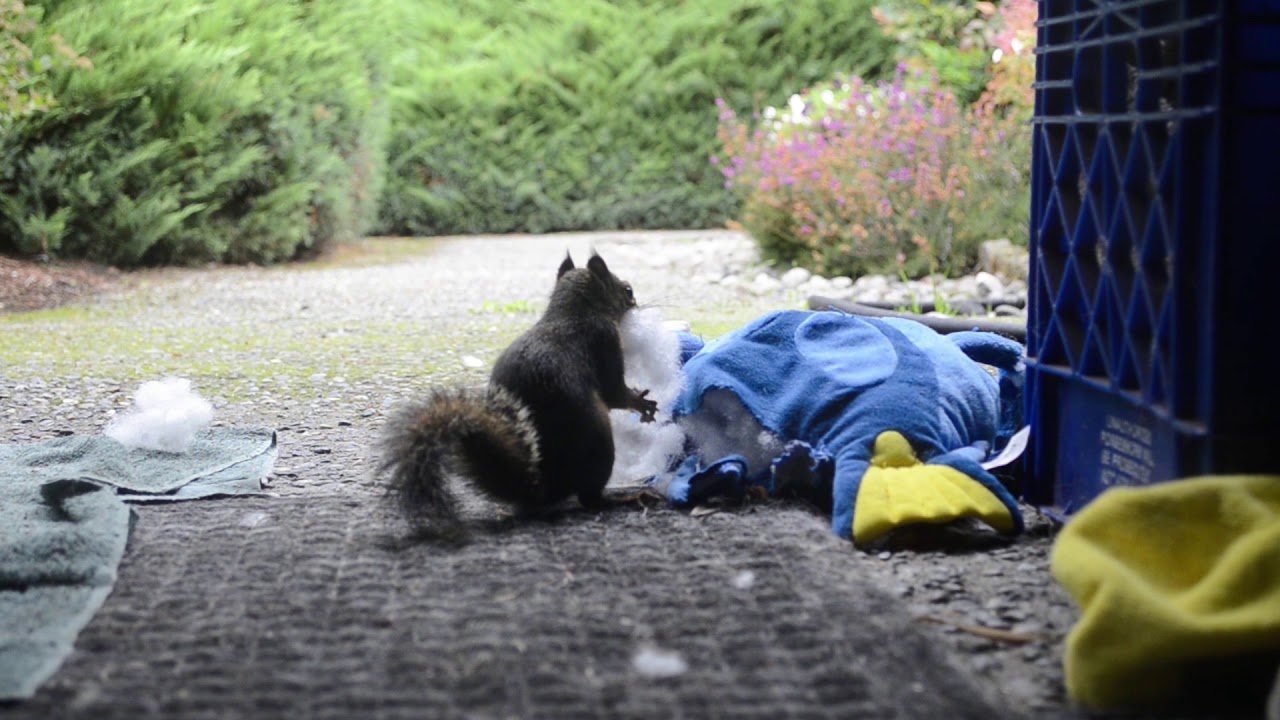 Chippy the Chipmunk - YouTube