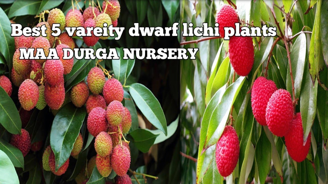 Best 5 dwarf vareity lichi plants easy to grow In your garden online ...